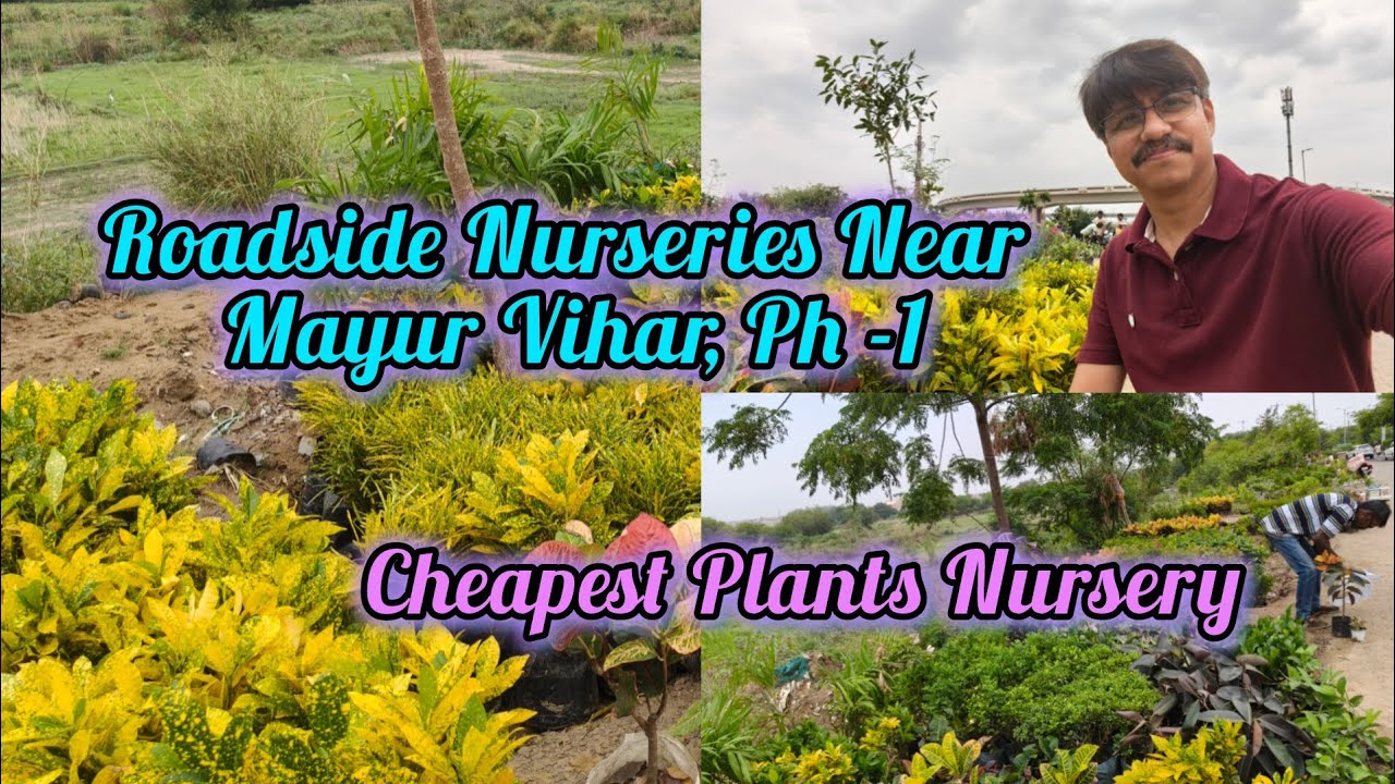 Roadside Nurseries Near Mayur Vihar, Ph 1/Cheapest Plants Nursery ...