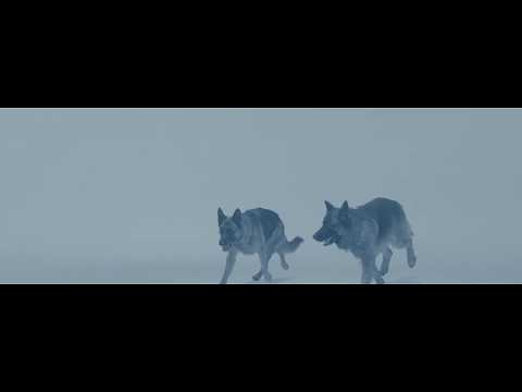 Wolfs And Dreams