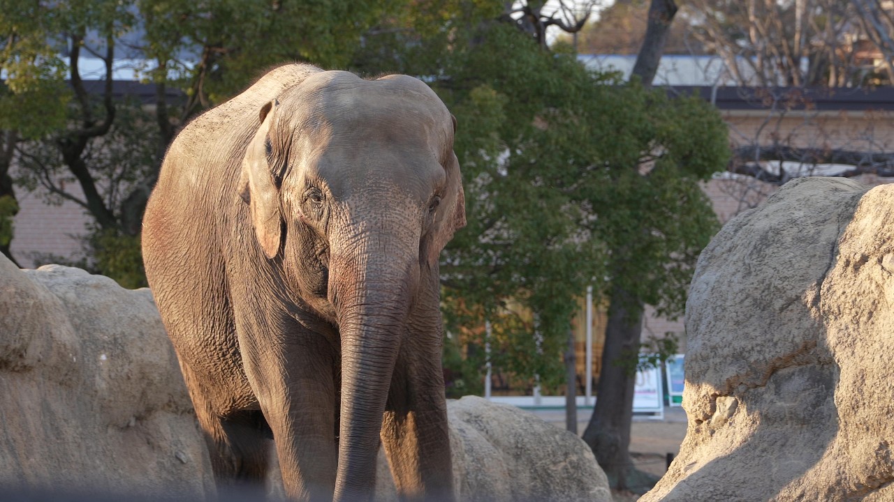 Asian elephant "Asha" 20250102／Toyohashi Zoo&BotanicalParknon_hoi_park ...