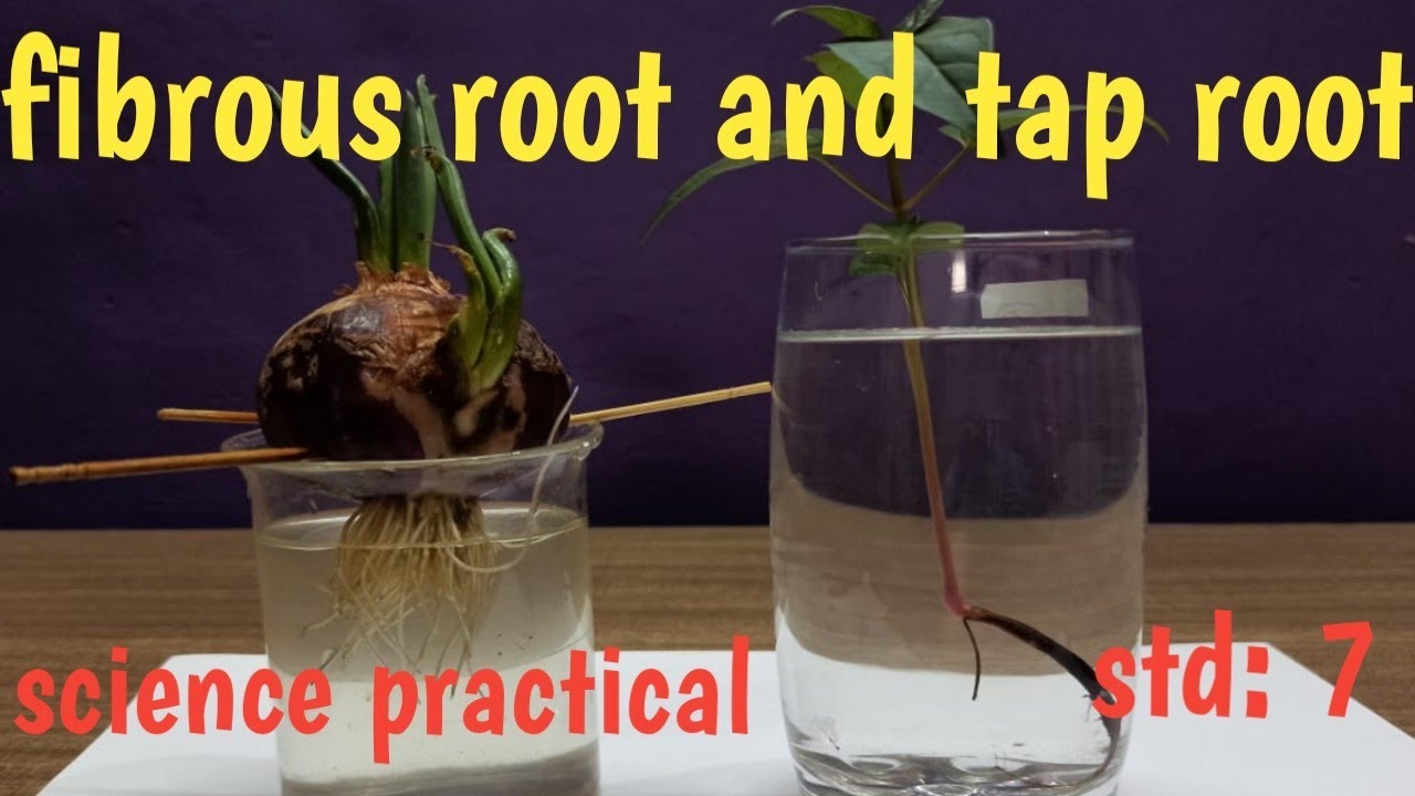 Experiment on fibrous root and tap root | class 7 | science اصل جڑ اور ...