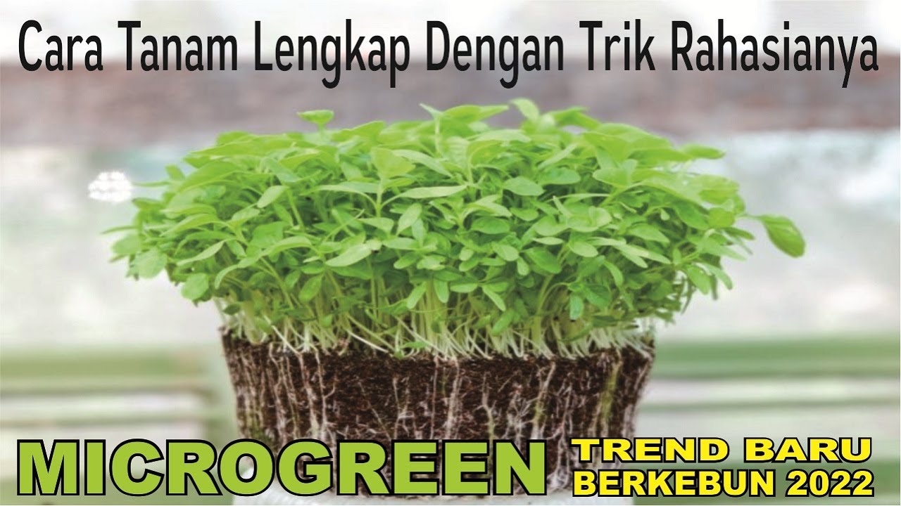 Cara Lengkap Tanam Microgreen Bayam - Microgreen Selada - Microgreen ...