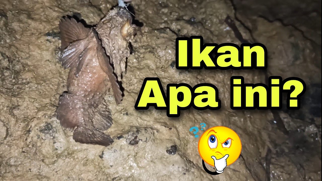 APA NAMA IKAN INI.? - YouTube