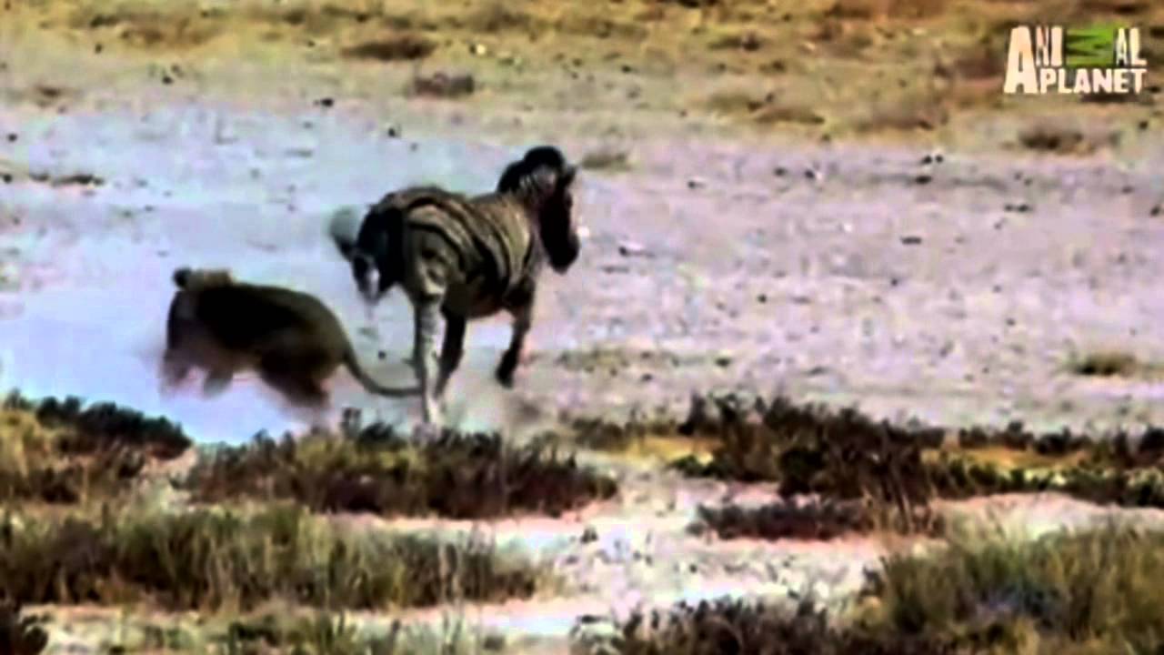 Lion vs Zebra Unbelievable Deadly Fight - YouTube