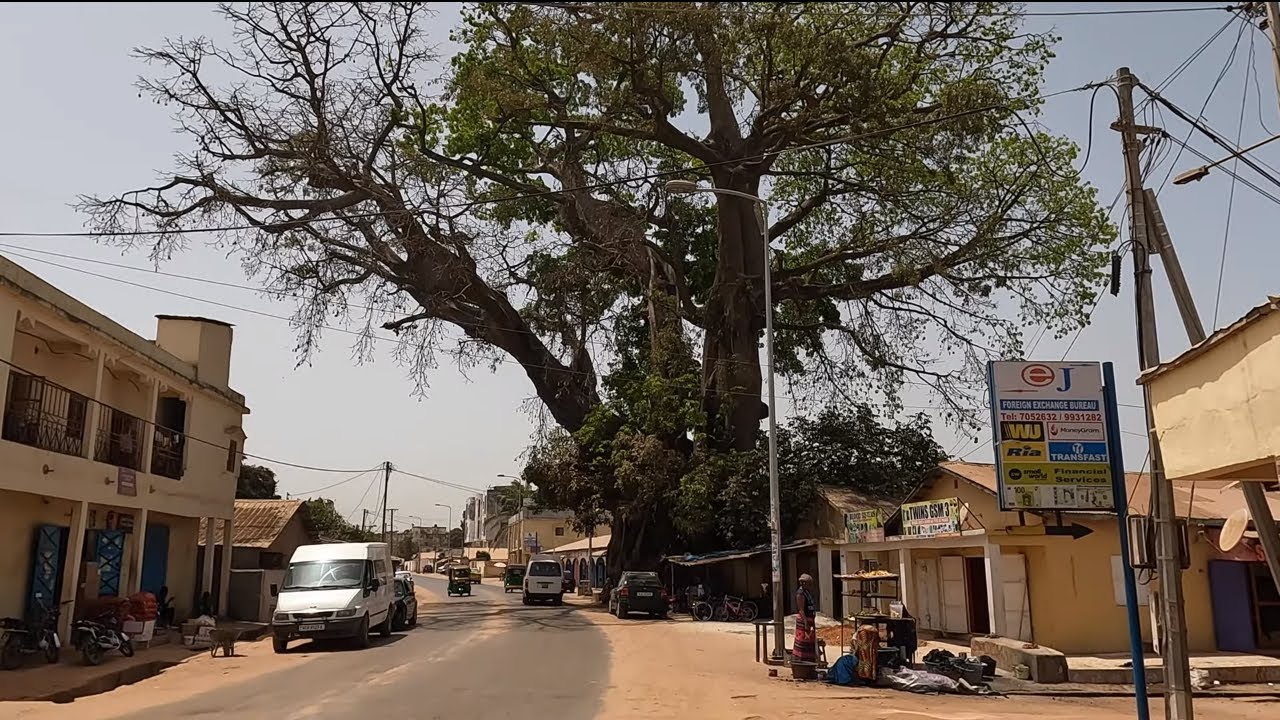 IS THAT THE BIGGEST TREE IN THE GAMBIA - YouTube