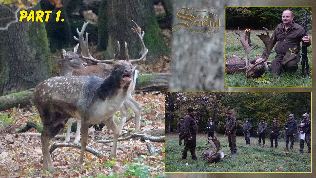 Fallow deer hunting in Slovakia - Velaty 2021.- Part 1 - Jagd auf ...
