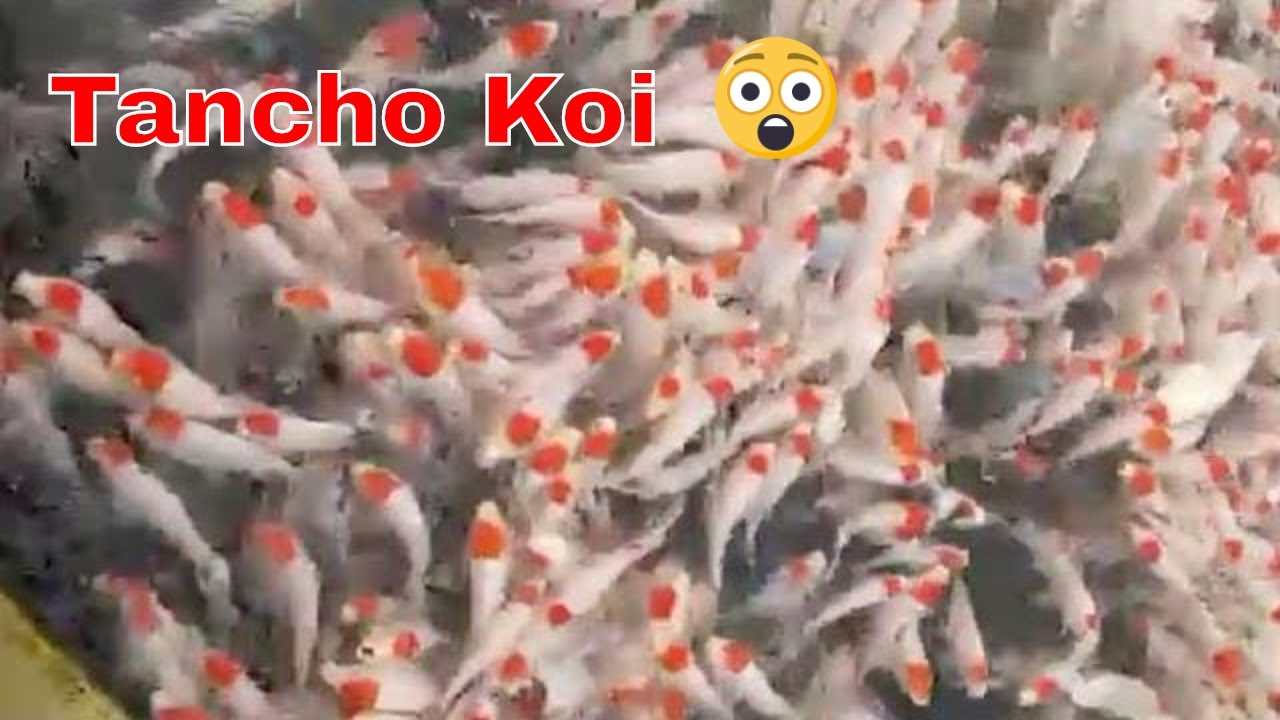 Best of Tancho Kohaku Koi Fish - YouTube