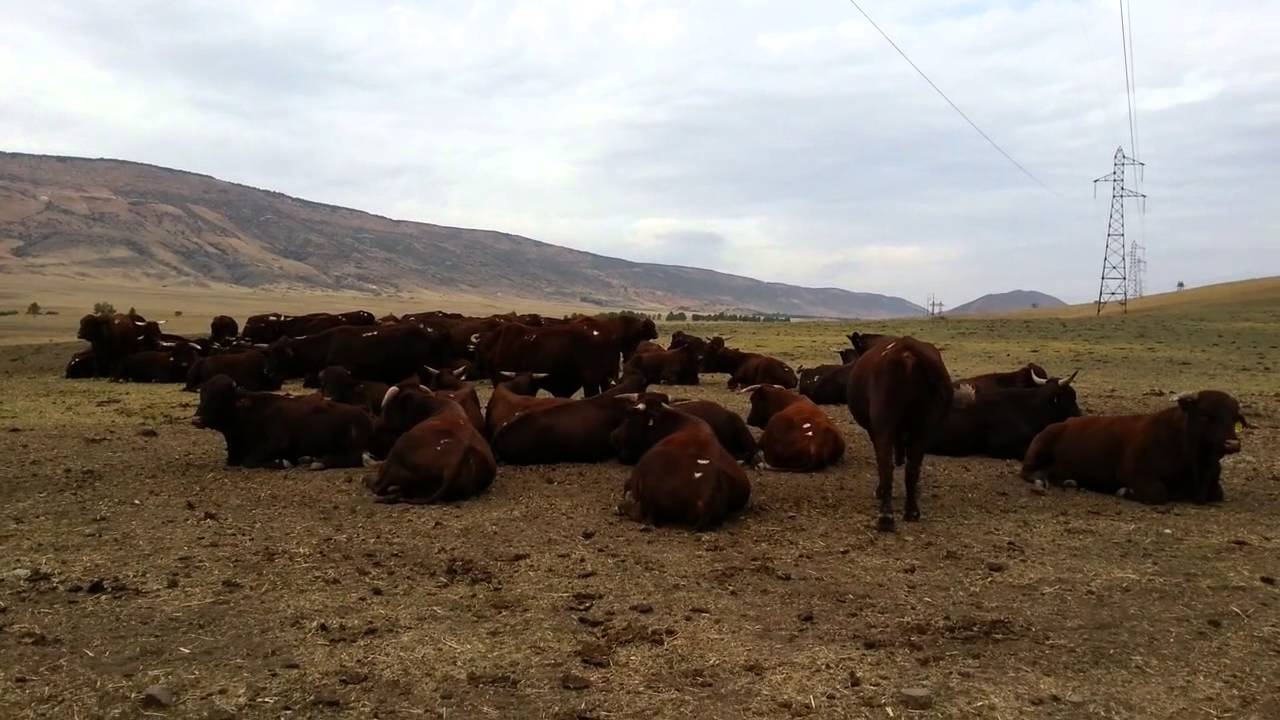 troupeau de taureaux au ranch adarouch - YouTube