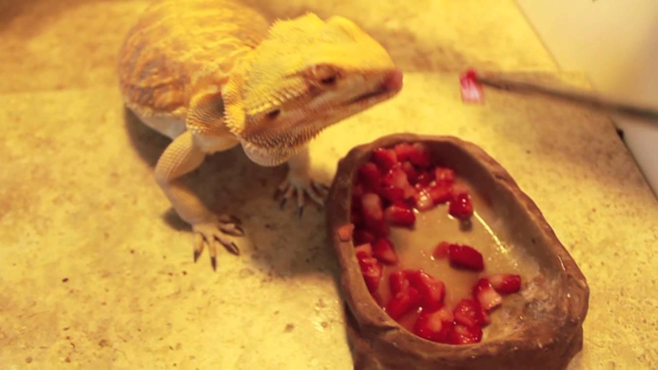 Toothless Eating Fruit and My Mister [Repidemic] - YouTube