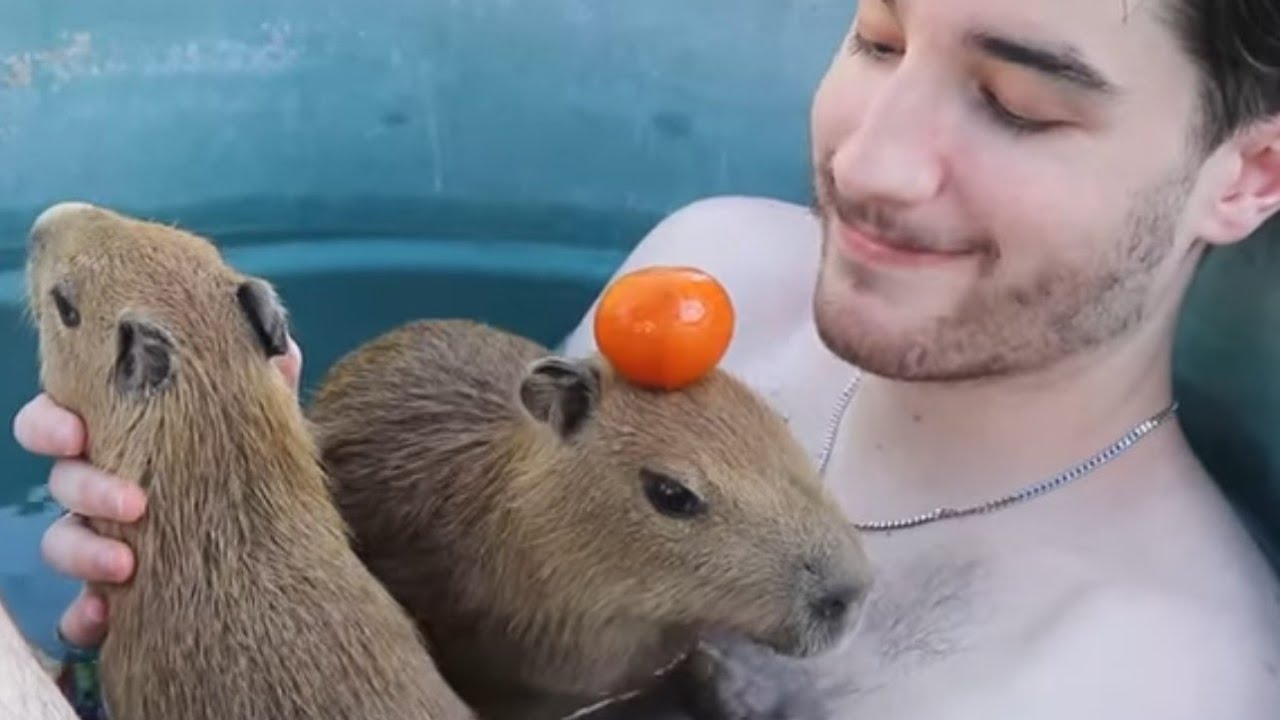 2 Capybaras Pull Up To Crispy's Pool Party - YouTube