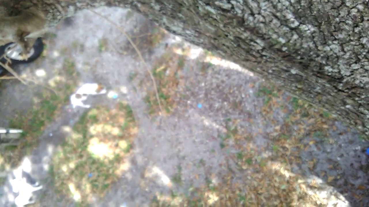 Big shout out on a tree - YouTube