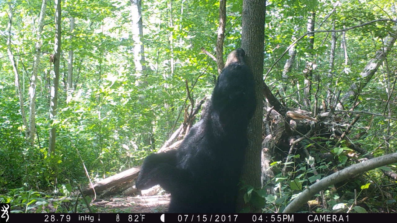 Bear scratching back on tree - YouTube