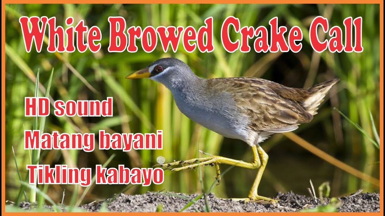 White browed crake Call / Matang Bayani/ Tikling Kabayo - YouTube
