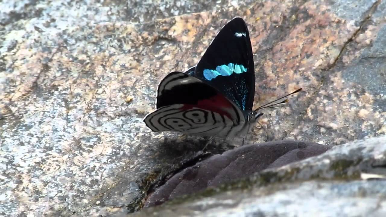 Anna's 88 Butterfly - YouTube