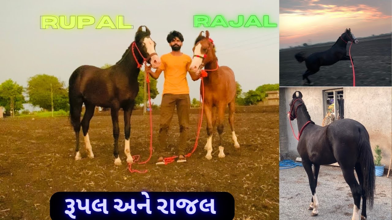 રૂપલ અને રાજલ ne lay ne nikadi gaya aj | Rupal & rajal | Marwari horse ...
