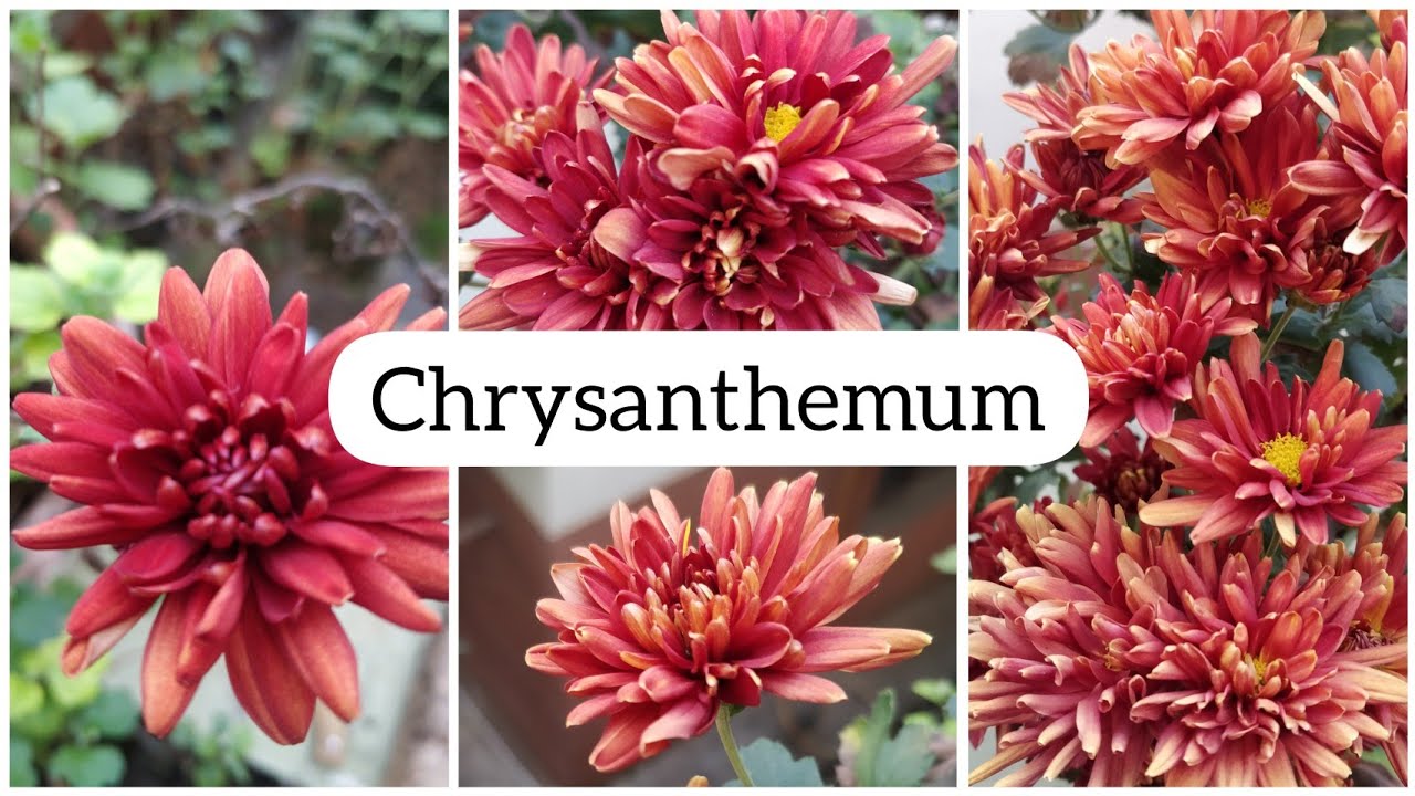 Chrysanthemum | Samandhi Poo | Guldaudi | Mum Flower | Mini Byte - YouTube