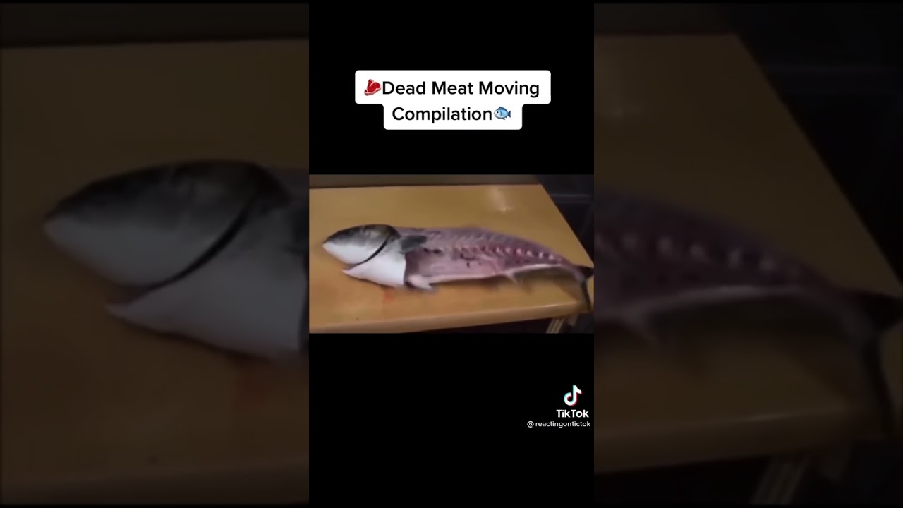 DEAD MEAT MOVING Compilation - YouTube