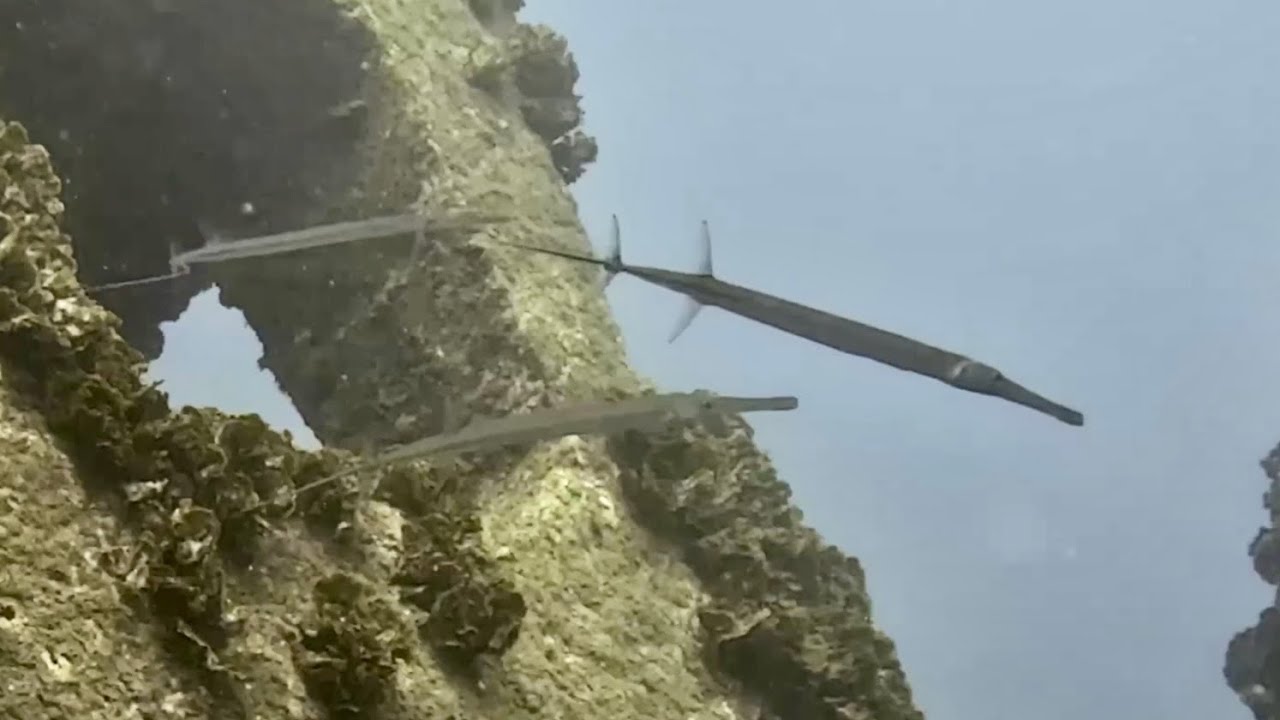 Cornetfish, trumpetfish, sea krait, barracudas and other goodies - YouTube