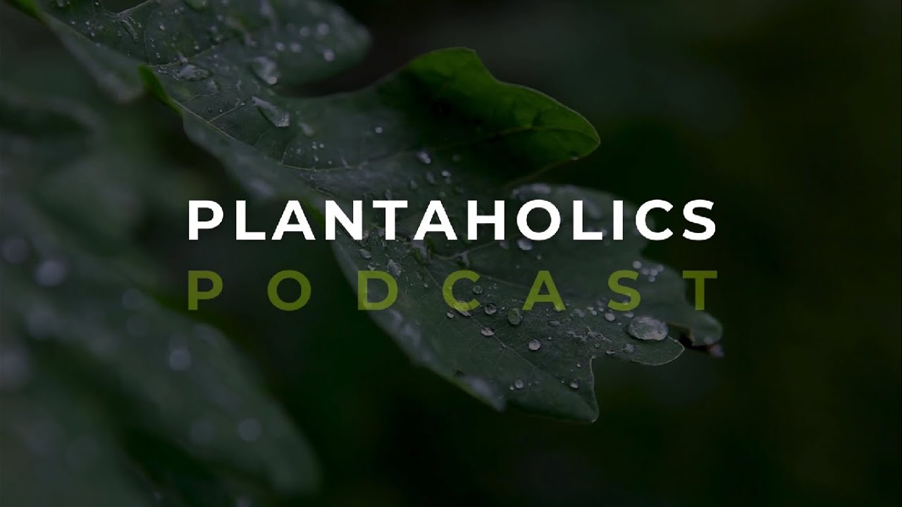 Ep. 13. ¿ Todos los nopales dan tunas? 🌵😮 #plantaholics - YouTube