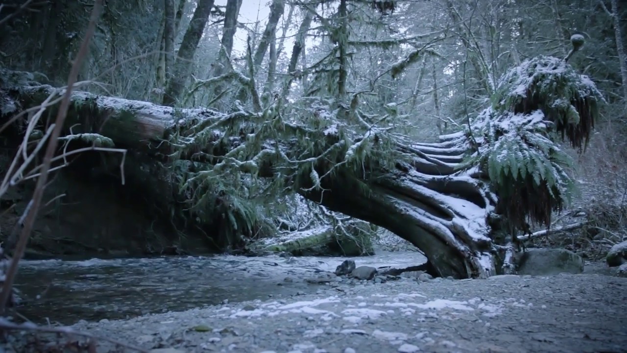 Cold Forest - YouTube