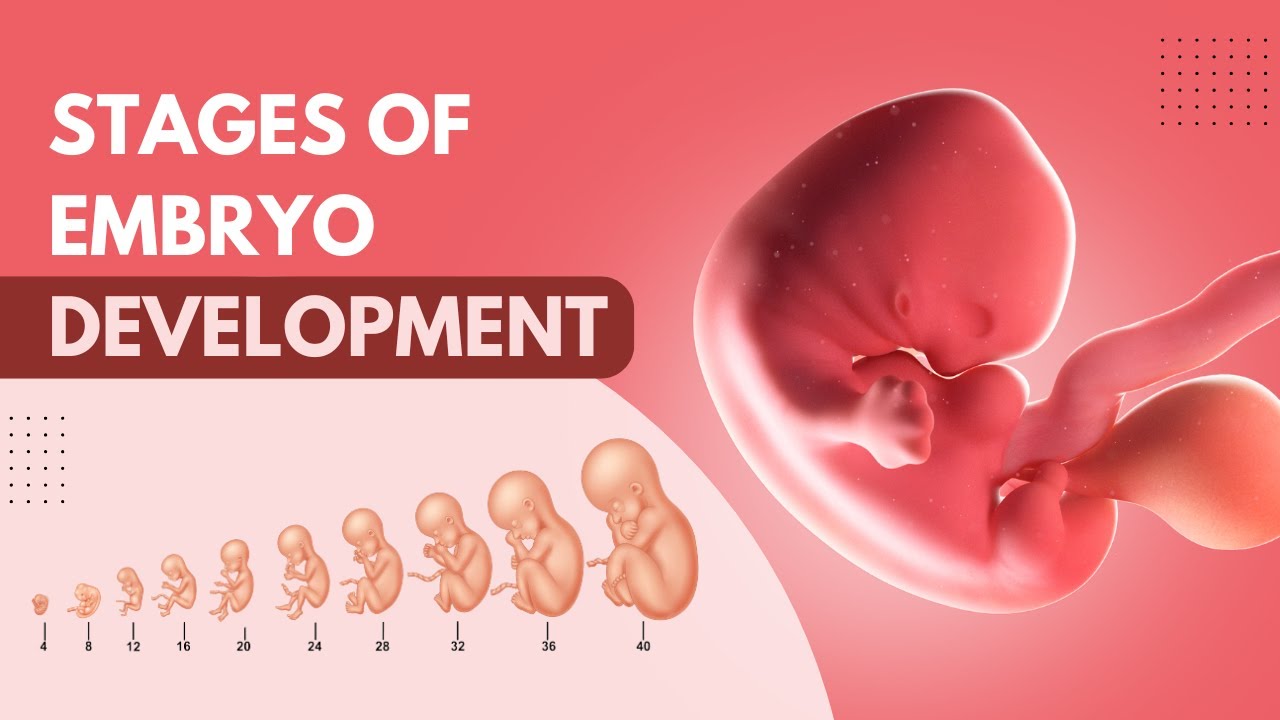 Explanation: Stages of embryo development | Embryonic Development in ...