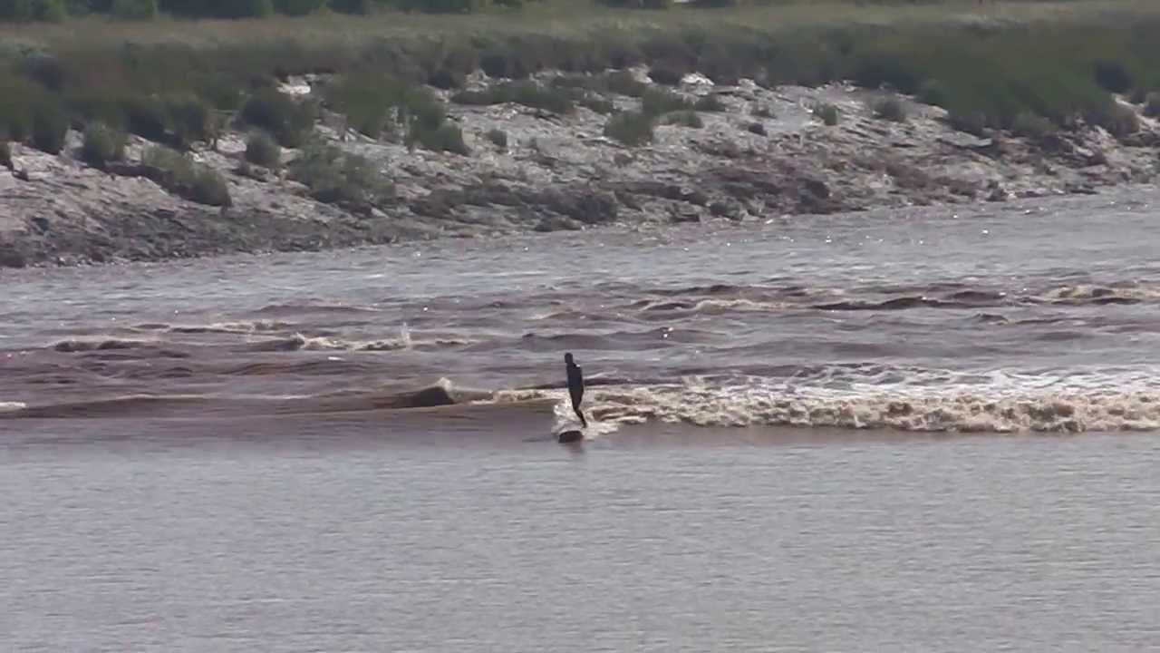 Surfing Tidal Bore - YouTube