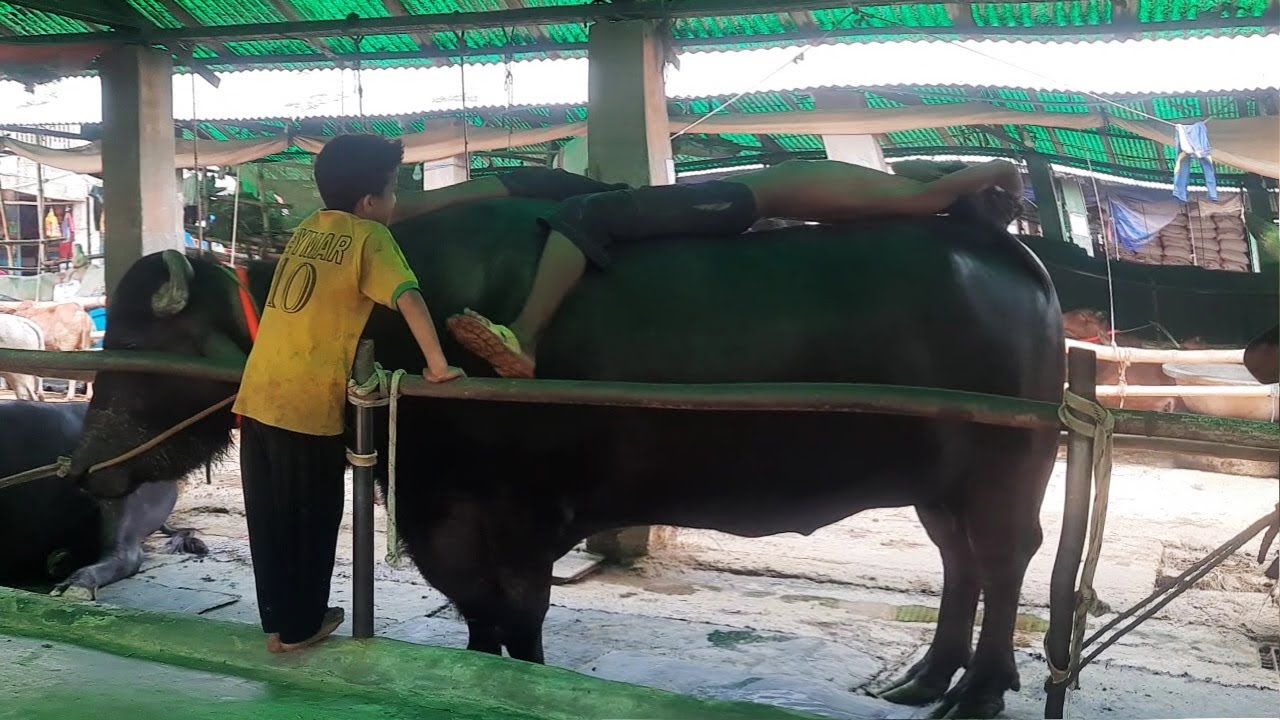 Gabtoli gorur haat 2021 Mohish Price | Small boy vs buffalo | Cow ...