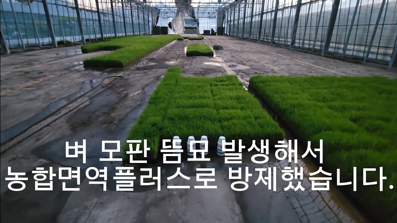 벼모판 뜸묘 발생 농합면역플러스로 방제 240606목장기리벼육묘장 농합면역플러스로뜸묘발생치료 뜸묘발생 뜸묘치료