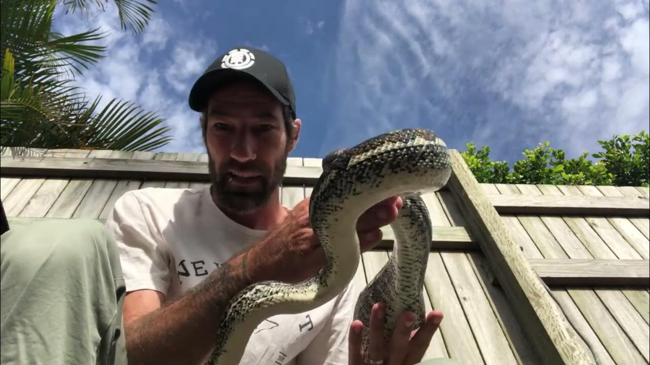 Carpet Python Eats a Chicken - YouTube