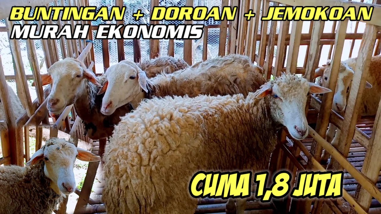 RIVIEW HARGA DOMBA 2024 TEXEL BUNTINGAN 1,8 JUTA DI SELOPURO BLITAR ...
