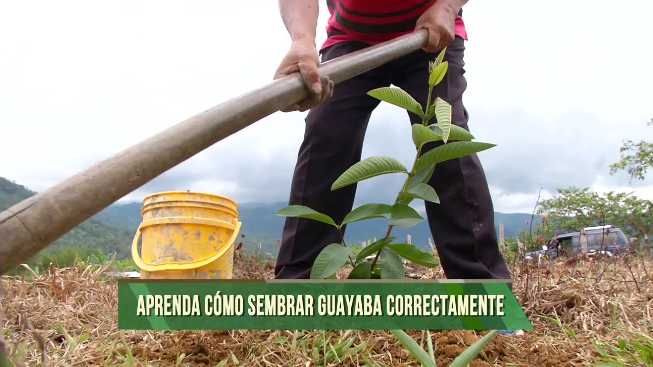 Agricultura al Día - ¿Cómo sembrar guayaba correctamente? - YouTube