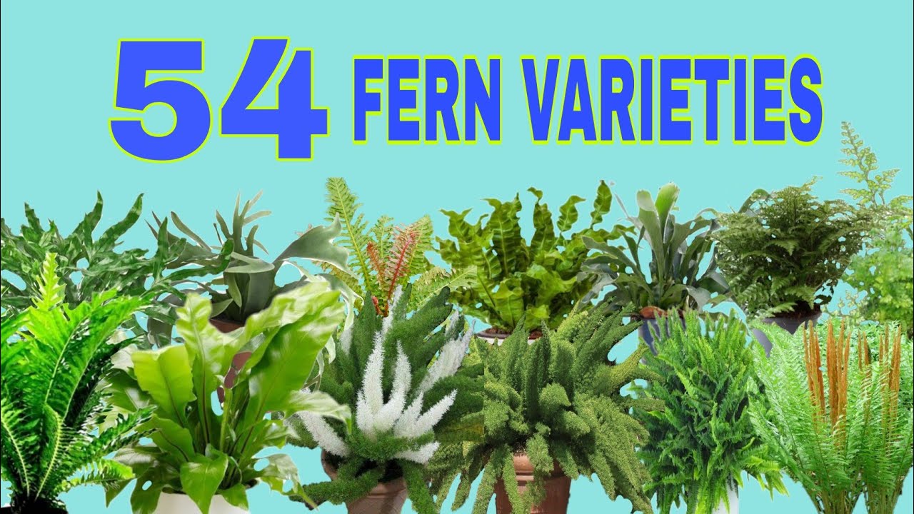 54 FERN VARIETIES - YouTube