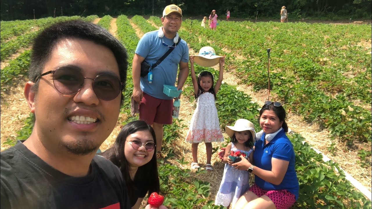 Lyman Orchards Walking Tour l Strawberry Picking - YouTube
