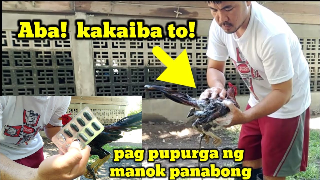 KAKAIBANG PARAAN SA PAG LIGO NG MANOK PANABONG | PAG PURGA - YouTube