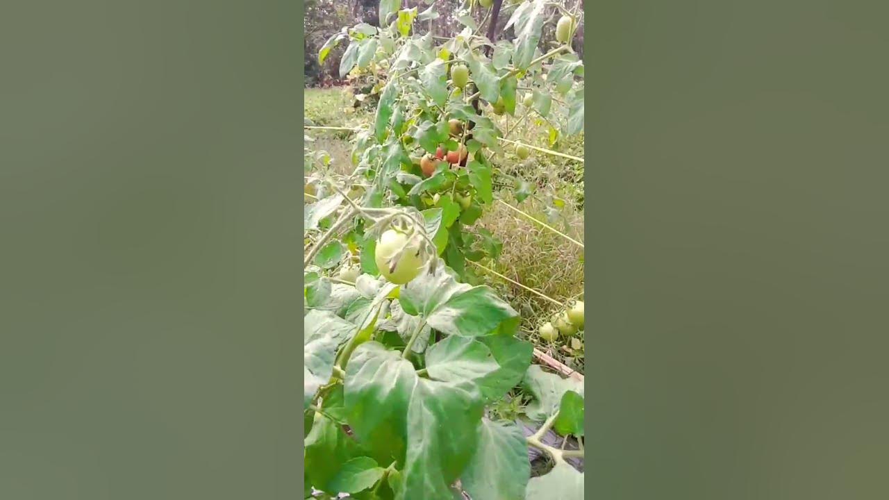 tomat servo sudah mulai panen - YouTube