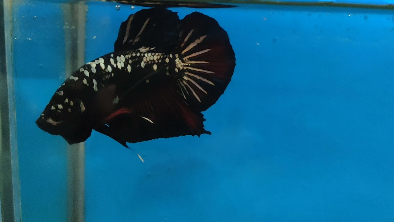 ikan cupang avatar cooper gold top grade - YouTube