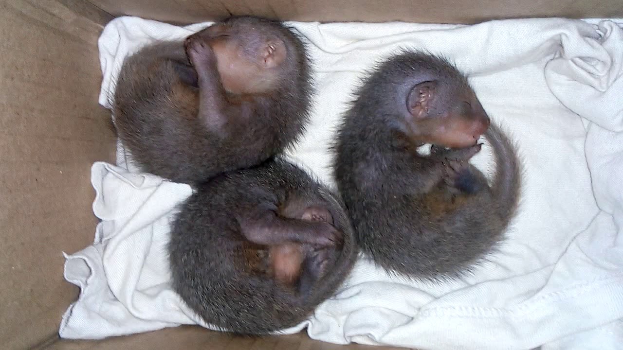 Mongoose baby sleep - YouTube
