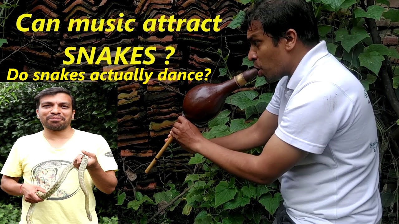 Do snakes actually dance? II Can music attract SNAKES? II Awareness ...