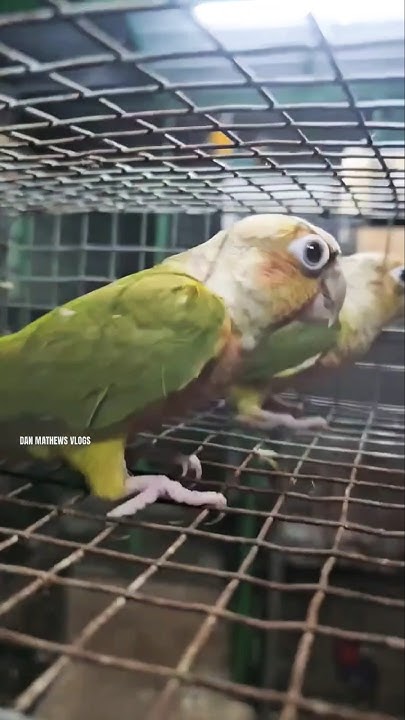 A beautiful pair of 🍍 pineapple conure breeding pair for Prashant bro 🥰💖🦜 #conures #shorts # ...