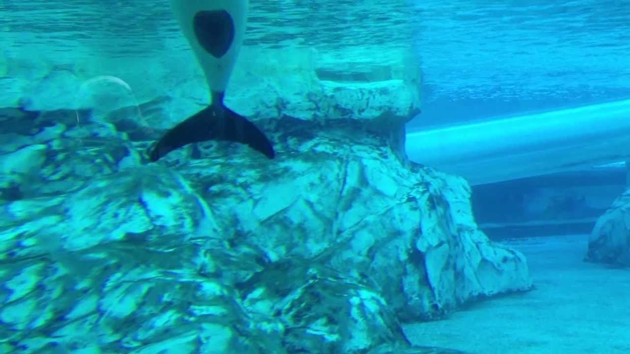 Aquatica Seaworld Orlando, Dolphins - YouTube