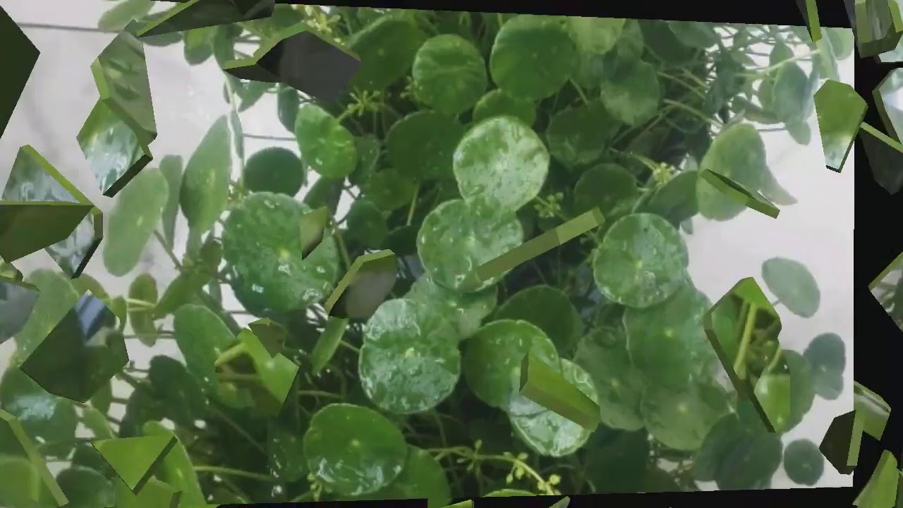 Care of Coin plant or pennywort কয়েন প্ল্যান্টের যত্ন - YouTube