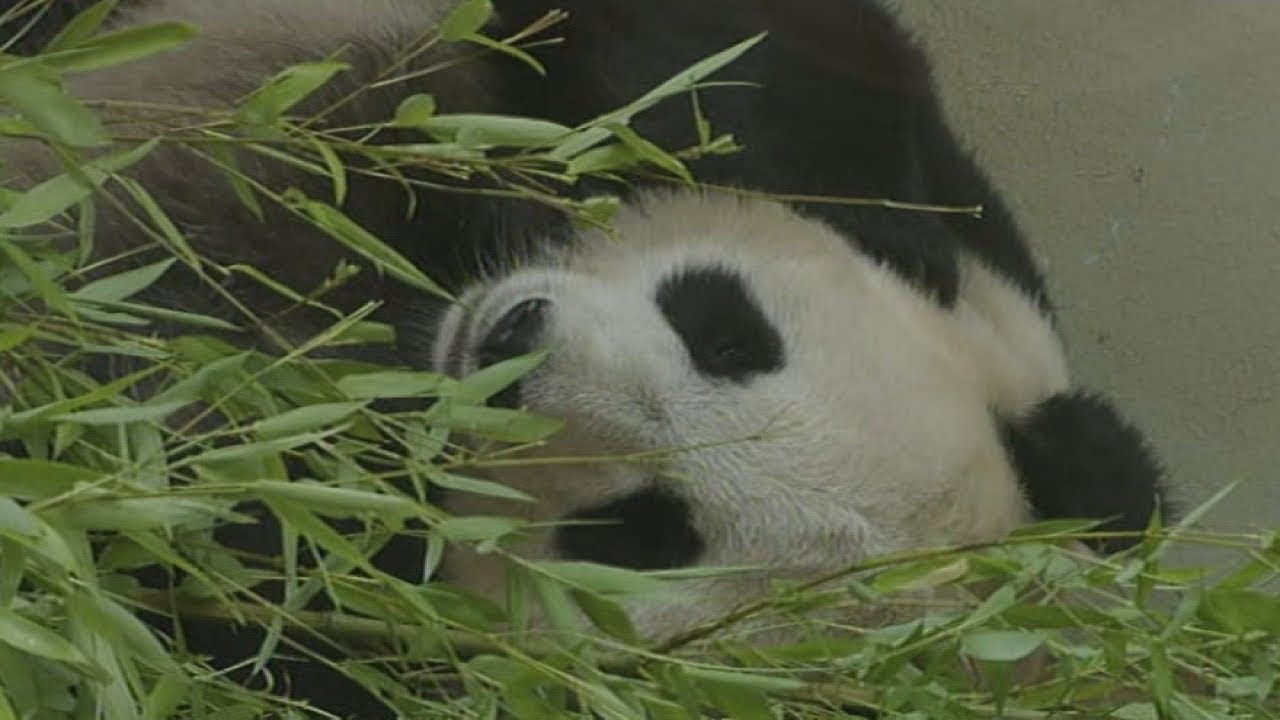 Pregnant panda: Edinburgh Zoo's female giant panda Tian Tian may be ...