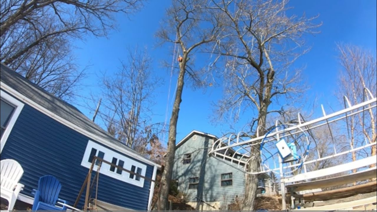 A JOURNEY TO THE TOP OF AN OAK TREE!!! 2021! #arboristlife #arborist ...
