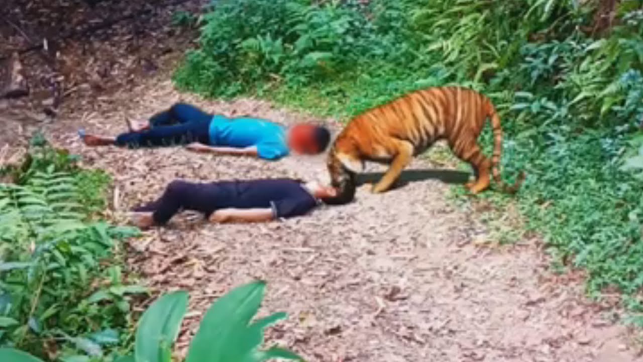ATAQUES DE ANIMAIS EM HUMANOS - YouTube
