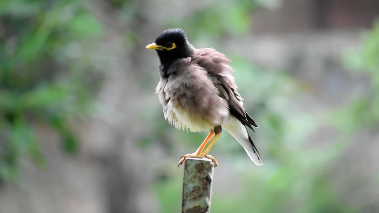 Myna bird fluffing his feathers. #mynabird - YouTube