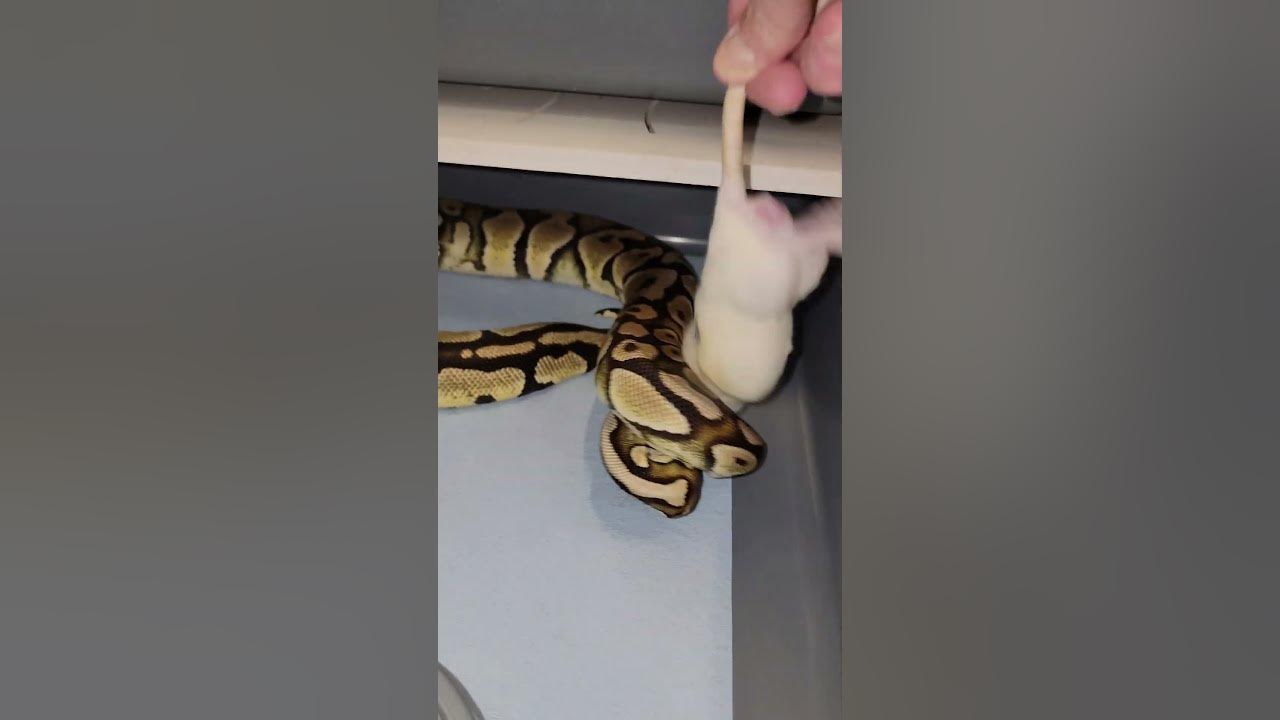 Python Regius | Ball Python Pastel Morph #Shorts - YouTube