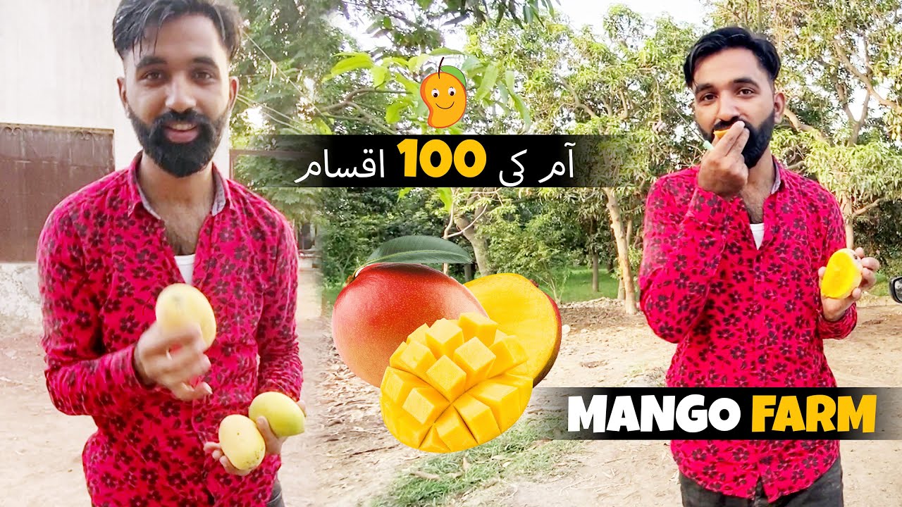 World Famous Pakistani Mangoes || Village Vlog || 🥭 Eating Mango in the FARM || Mango Farming ...