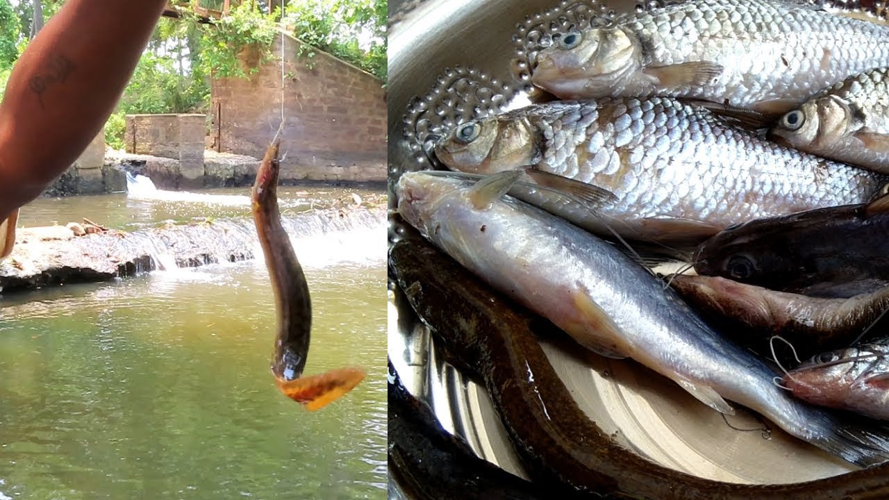 Baam Fishing With Shrimp - Lot Of Eel Fish Hunting & Cooking - Villge ...