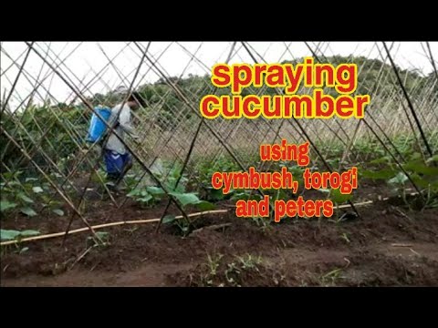 Pag e-spray ng ating tanim na pipino, cucumber, Gamit ang CYMBUSH ...