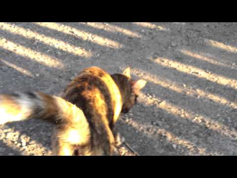 Huana chilling outside I love my Huana Kitty