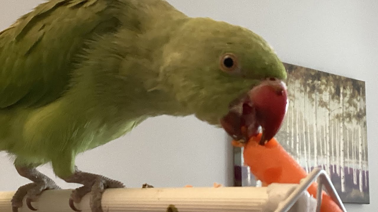 Rio the big lime parrot - YouTube